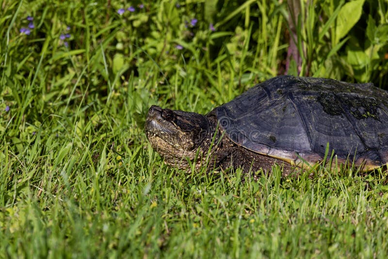The Common Snapping Turtle (Chelydra Serpentina) Stock Photo - Image of ...