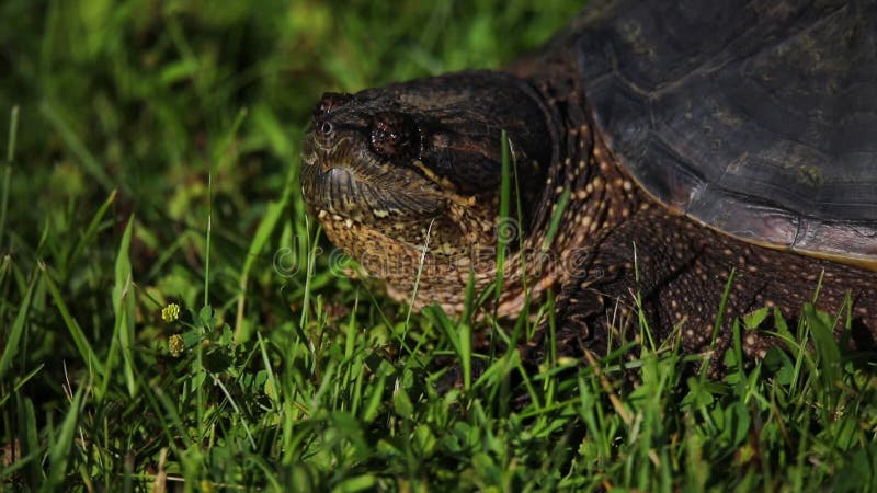 The Common Snapping Turtle Chelydra Serpentina Stock Video - Video of ...