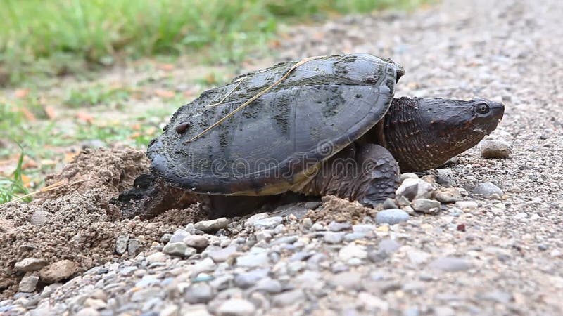 Common Snapping Turtle Under Water. Chelydra Serpentina Stock Footage ...