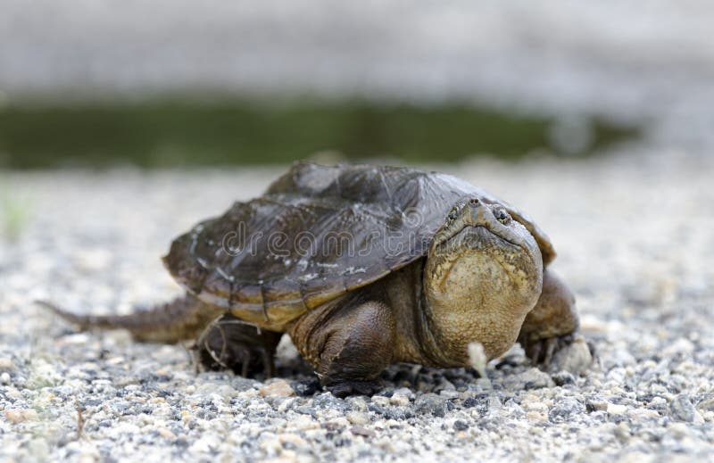 Common Snapping Turtle, Georgia USA Stock Image - Image of disposition ...
