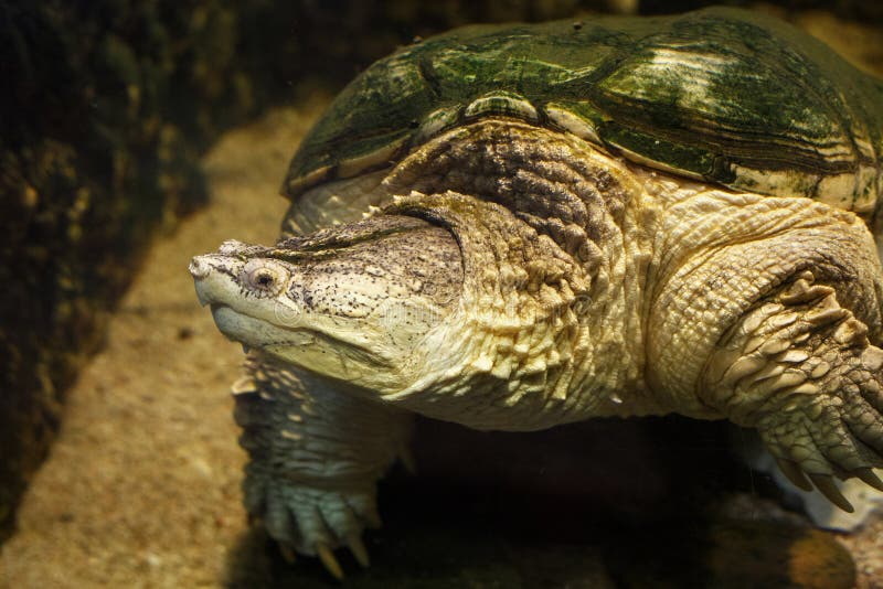 Common Snapping Turtle Underwater In Lake Stock Photo - Image of ...