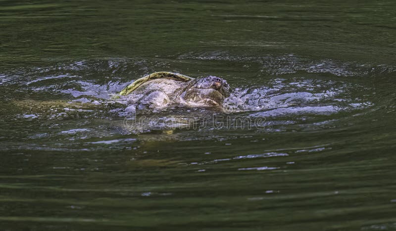 Common Snapping Turtle in the Water Stock Photo - Image of serpentina ...