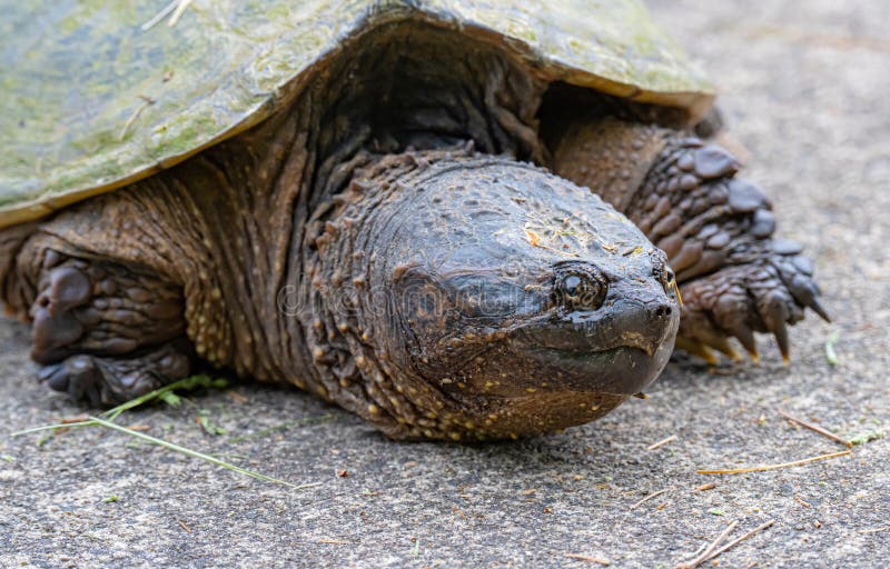 Common snapping turtle stock image. Image of closeup - 396934479