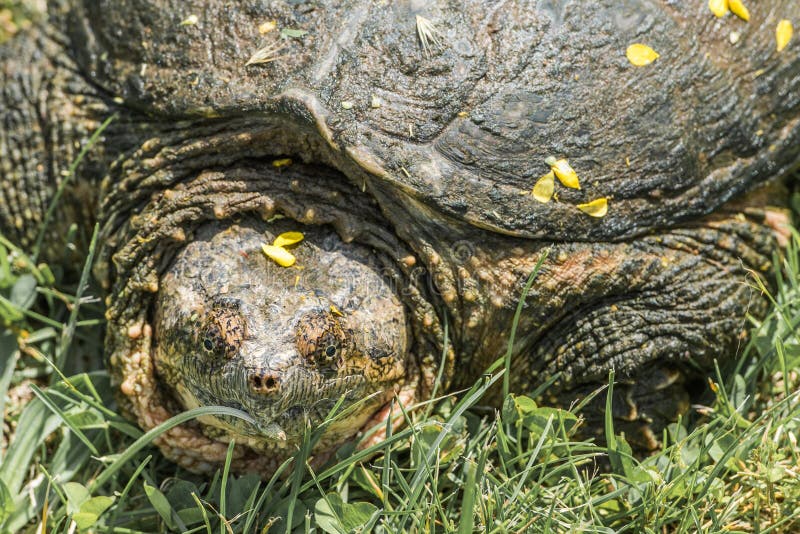 488 Snapping Turtle Head Stock Photos - Free & Royalty-Free Stock ...