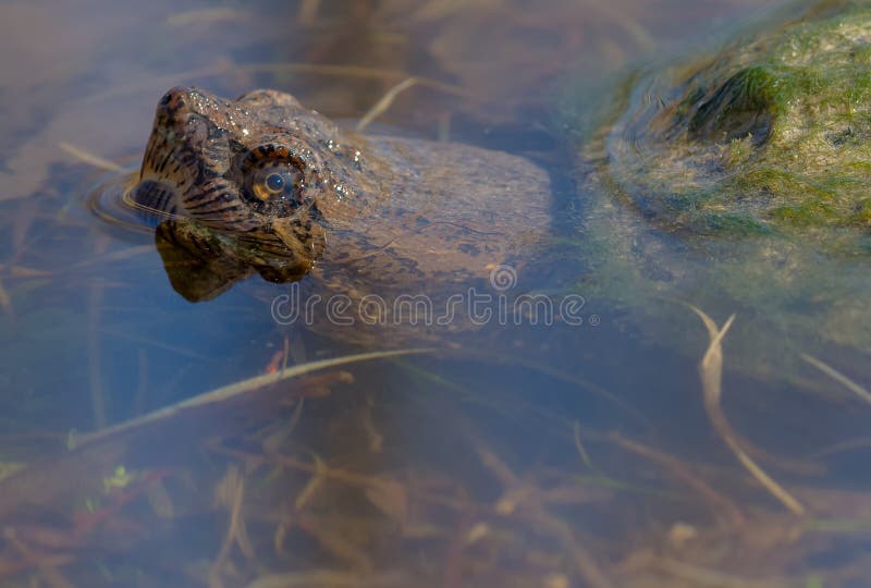 Common Snapping Turtle - Chelydra Serpentina Stock Image - Image of ...
