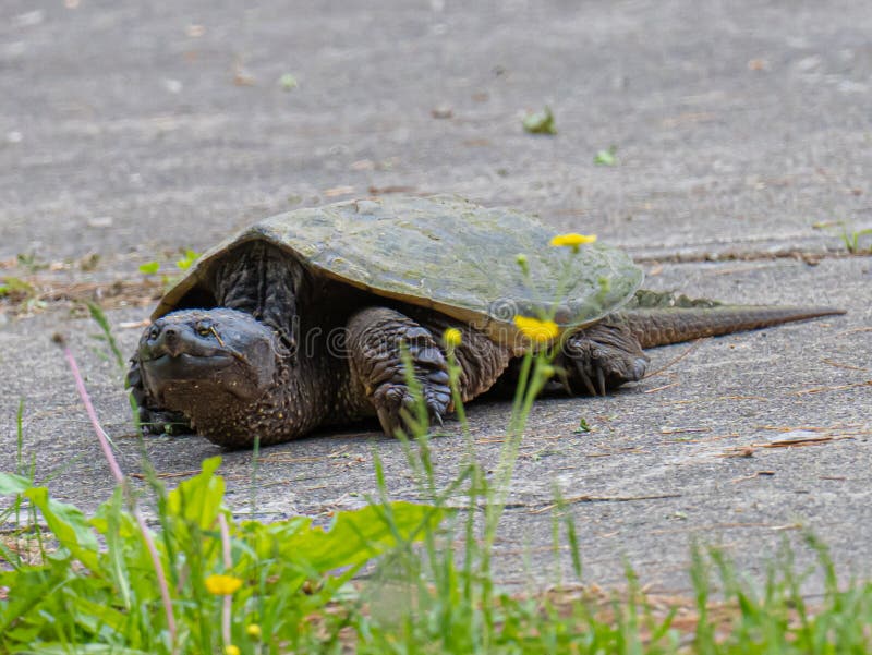 Common snapping turtle stock photo. Image of turtle - 396934472