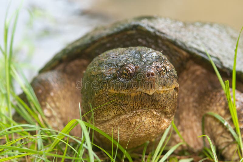 Common snapping turtle stock image. Image of turtle - 119806307