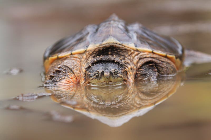 Alligator Snapping Turtle Florida Stock Photos - Free & Royalty-Free ...