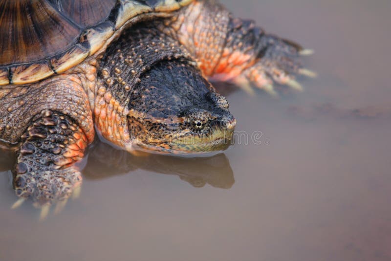 Common Snapping Turtle (CST) Stock Photo - Image of large, green: 233497772