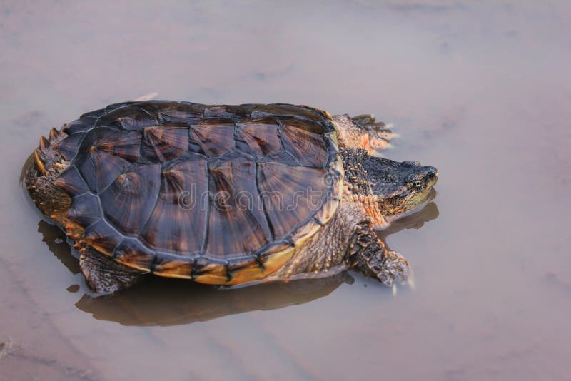 Common Snapping Turtle (CST) Stock Image - Image of wild, nature: 233497793