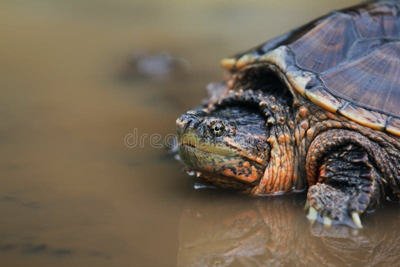 Common Snapping Turtle (CST) Stock Photo - Image of species, common ...