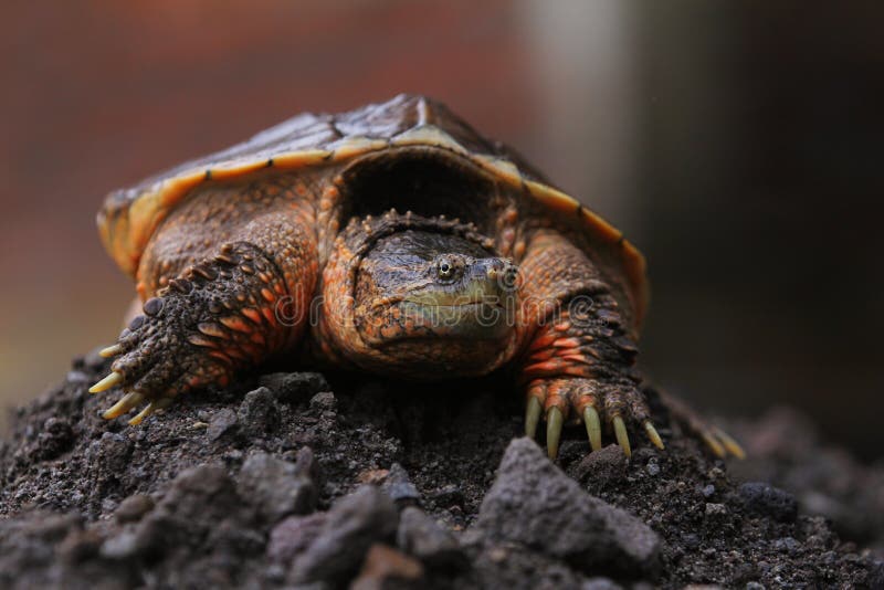 Common Snapping Turtle (CST) Stock Image - Image of lake, summer: 233497857