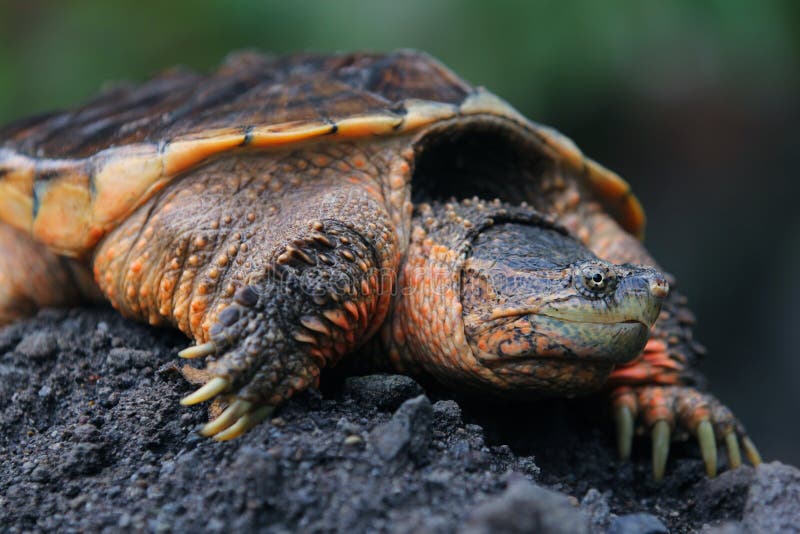Common Snapping Turtle (CST) Stock Photo - Image of large, green: 233497876