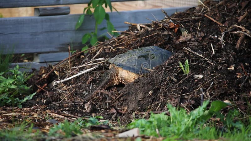 The Common Snapping Turtle Chelydra Serpentina Stock Video - Video of ...