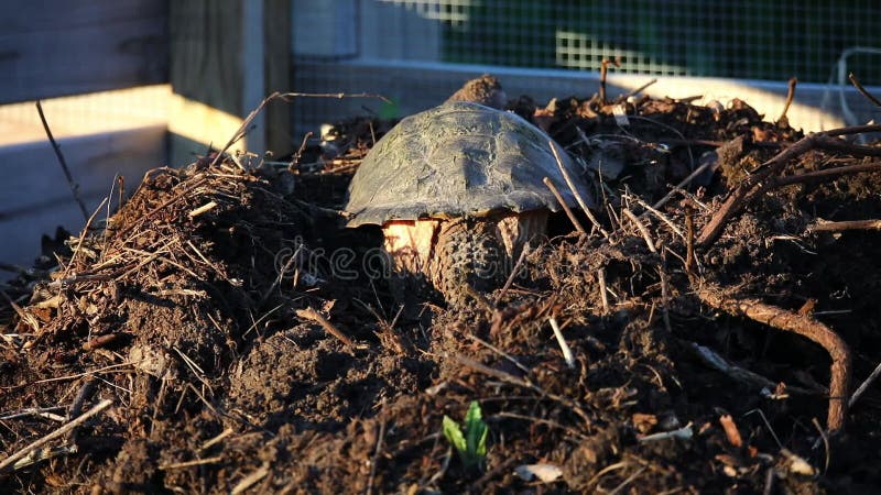The Common Snapping Turtle Chelydra Serpentina Stock Footage - Video of ...