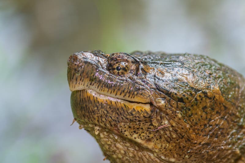 Common snapping turtle stock photo. Image of dangerous - 119805598