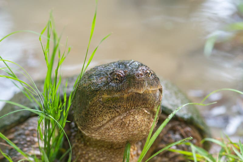Common snapping turtle stock image. Image of nature - 119806627