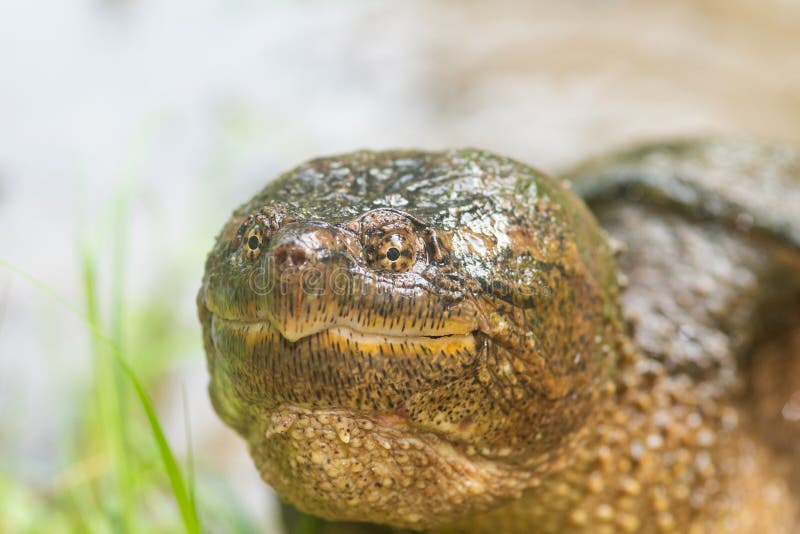Common snapping turtle stock image. Image of pond, dangerous - 119806677