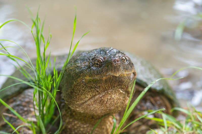 Common snapping turtle stock image. Image of snapping - 119806859