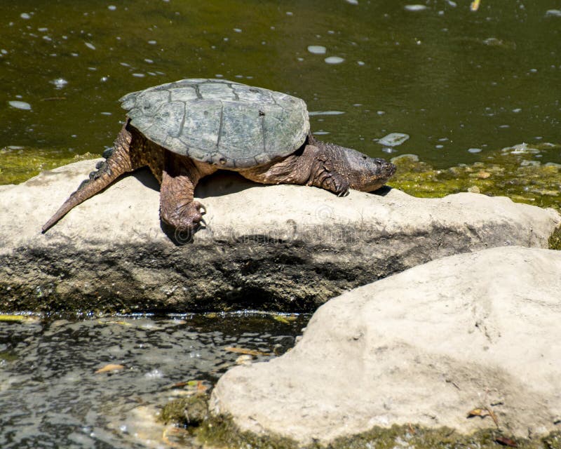Snapping Turtle. stock photo. Image of outdoors, turtle - 19786386