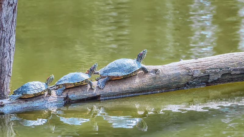 Common Snapping Turtle on a Fallen Log in a Small Pond. Animals in the ...