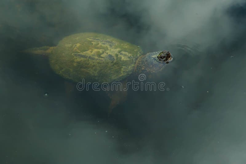 Common Snapping Turtle - Chelydra Serpentina Stock Photo - Image of ...