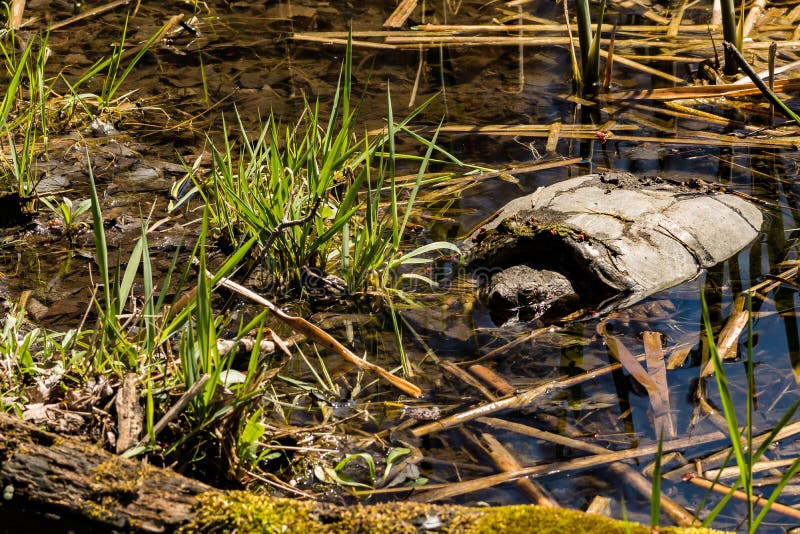 Common Snapping Turtle stock image. Image of hunting - 145858711
