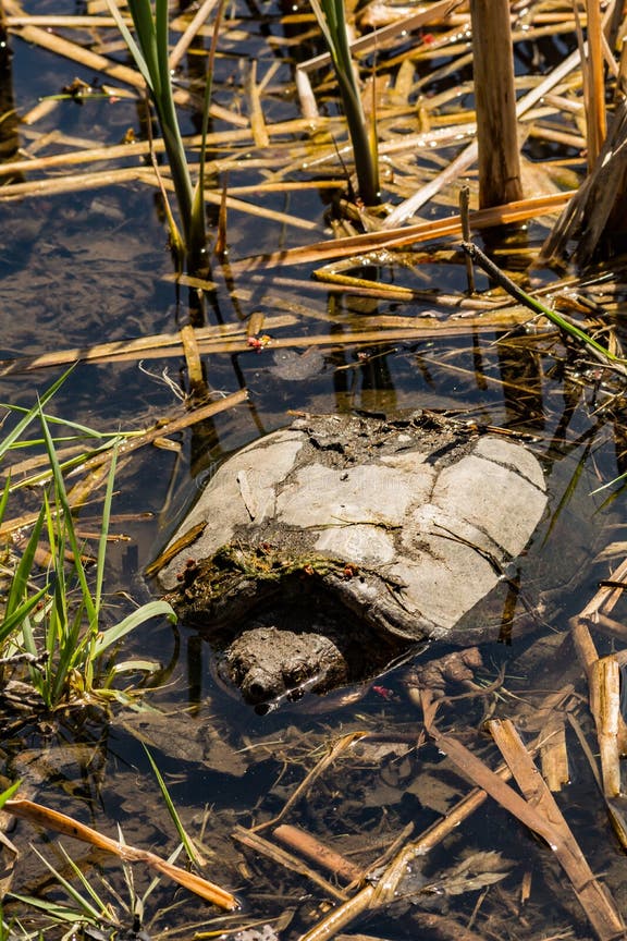 Common Snapping Turtle stock photo. Image of dangerous - 145858724