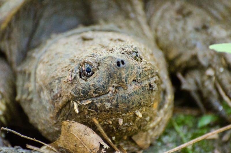 Common Snapping Turtle Close Up of Jaws Stock Photo - Image of scale ...