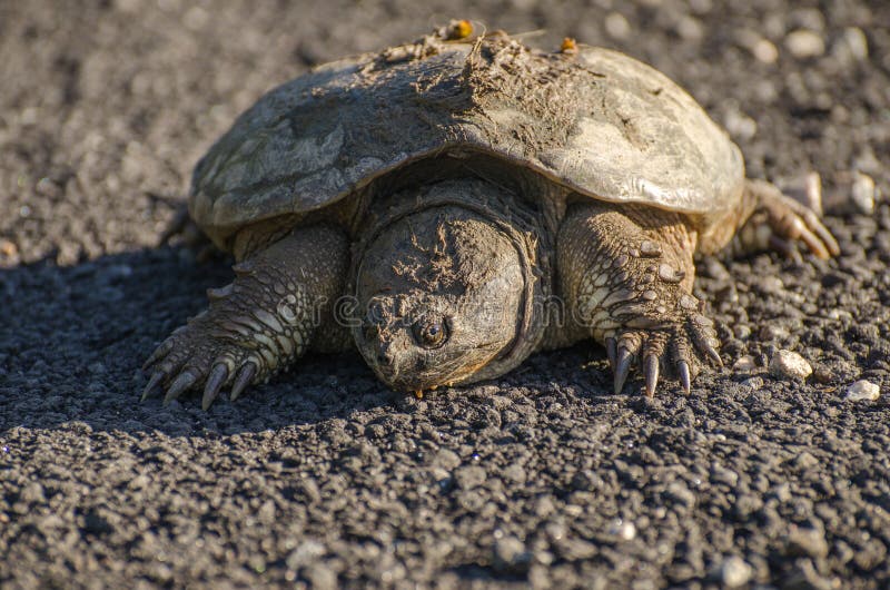 Common Snapping Turtle Crossing the Road Stock Image - Image of georgia ...