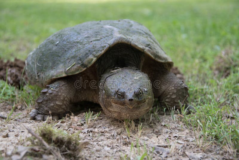 Common Snapping Turtle Laying Eggs Stock Image - Image of reproduction ... Common Snapping Turtle Laying Eggs Stock Image - Image of reproduction ...