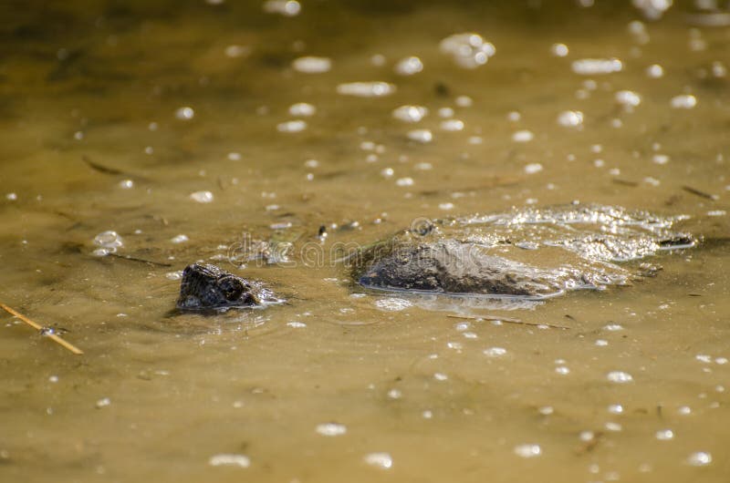 Common Snapping Turtle in Mud Stock Image - Image of moss, stream: 77932471