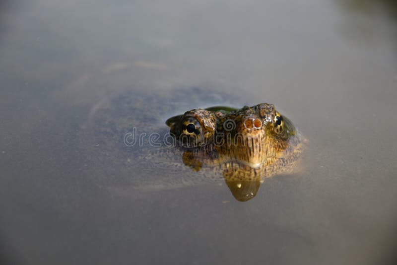 Common Snapping Turtle in a Pond Stock Photo - Image of snapping, wild ...
