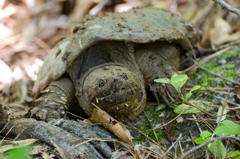 Common Snapping Turtle in Pond Water, Georgia USA Stock Photo - Image ...