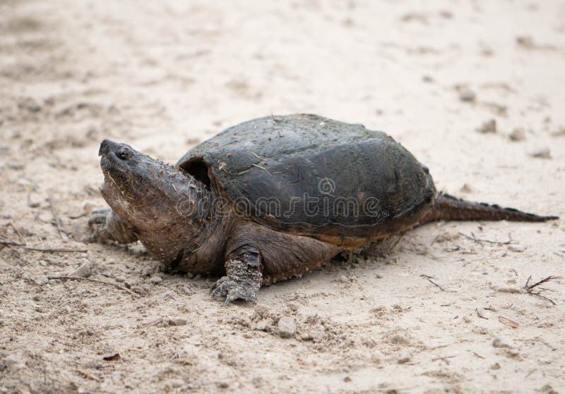A Common Snapping Turtle on Sandy Ground Stock Image - Image of snapper ...