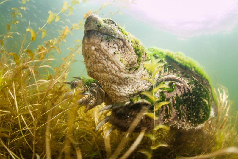 Common Snapping Turtle Underwater in Lake Stock Photo - Image of lives, canada: 128161338