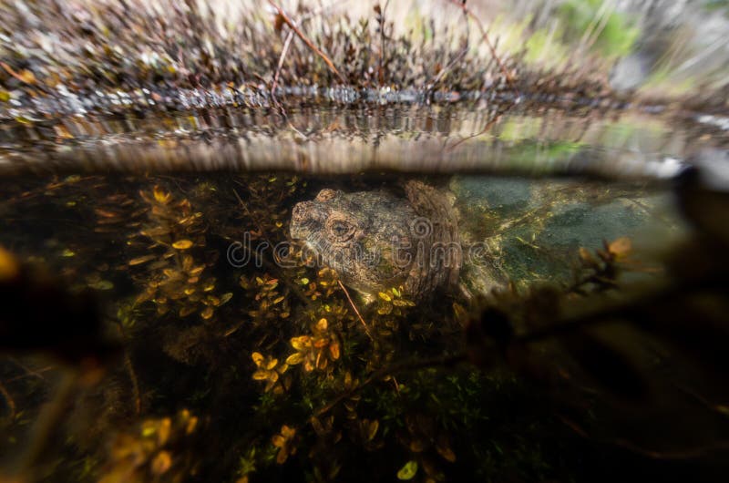 Common Snapping Turtle Underwater in a Massachusetts Bog Stock Photo ...