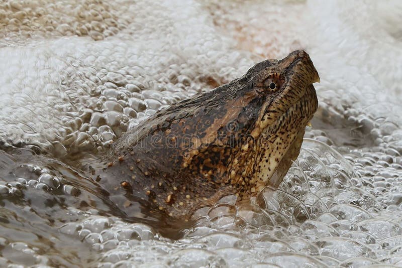 Dead Snapping Turtle on the River Bank, Kansas, USA Stock Photo - Image ...