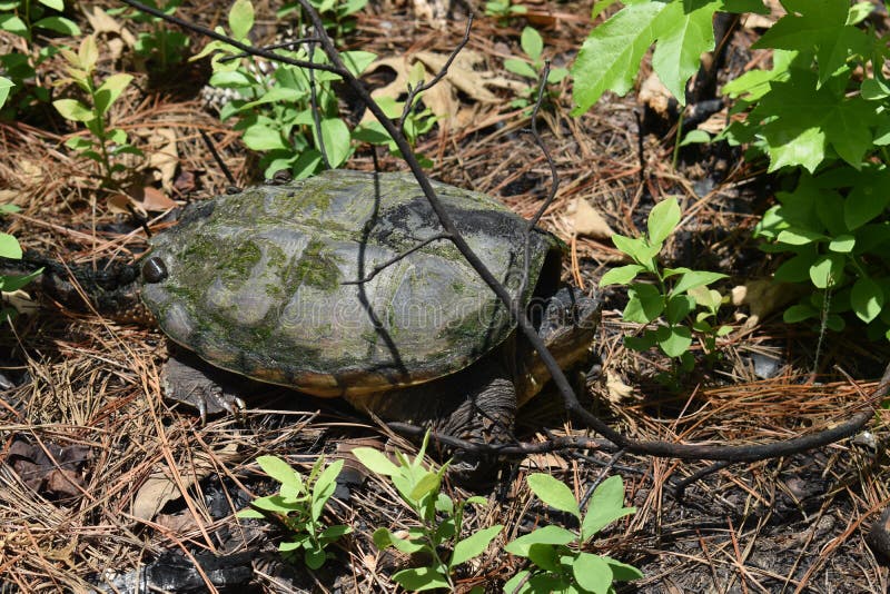 Common Snapping Turtle Walking through Pine Needles Stock Photo - Image ...
