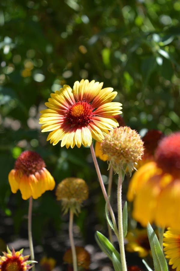 Common Sneezeweed stock photo. Image of helenium, flower - 123028500