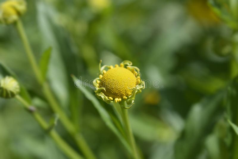 Common sneezeweed stock photo. Image of botany, autumnale - 190641308