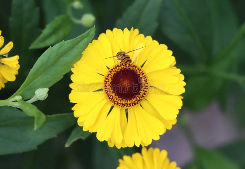 Common Sneezeweed (Helenium Autumnale) Stock Image - Image of autumnale ...