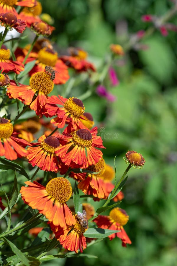 Common Sneezeweed (helenium Autumnale) Flowers Stock Image - Image of ...