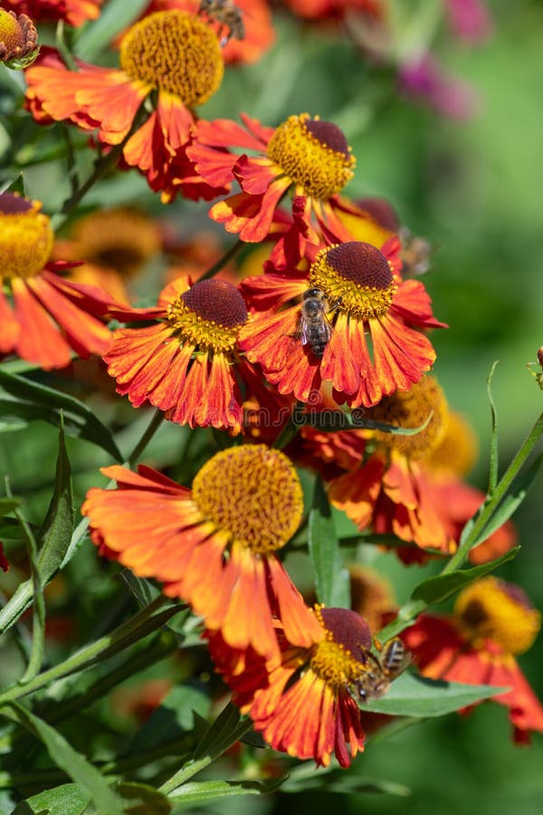 Common Sneezeweed (helenium Autumnale) Flowers Stock Image - Image of ...
