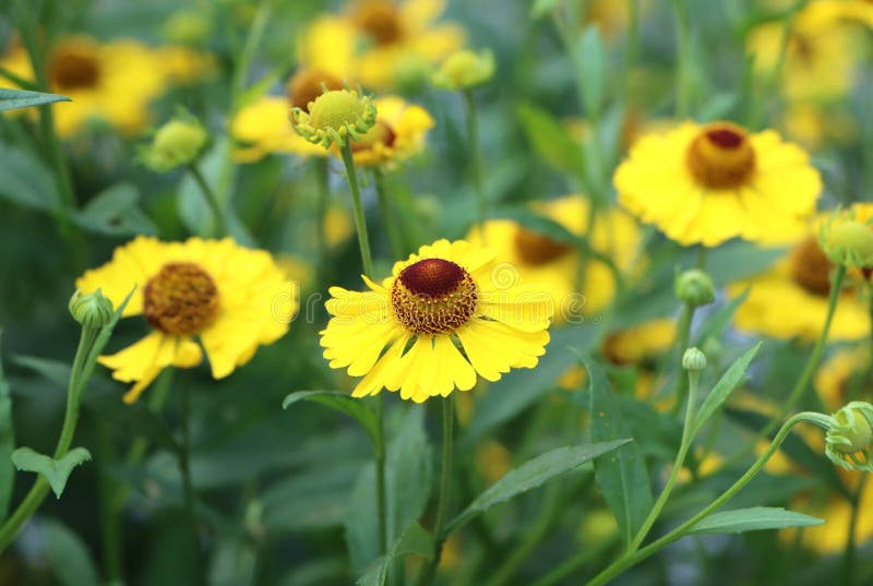 Common Sneezeweed (Helenium Autumnale) Stock Photo - Image of helen ...