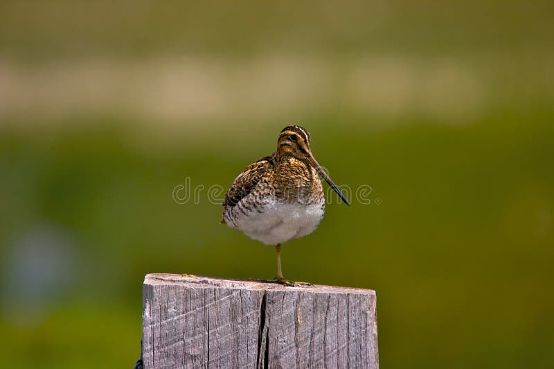 Common Snipe stock photo. Image of common, striped, beak - 20026636
