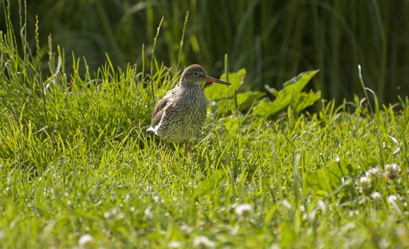 Common snipe stock photo. Image of beak, feather, bill - 28390866