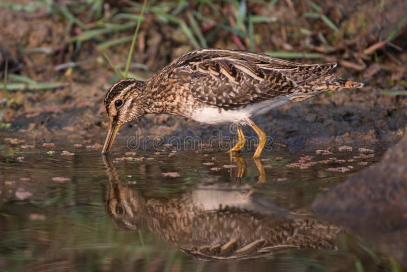 Common Snipe Bird in Its Habitat in the Wetlands Stock Image - Image of ...