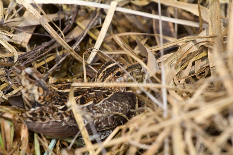 Common snipe stock image. Image of gallinago, brown, birds - 32000671