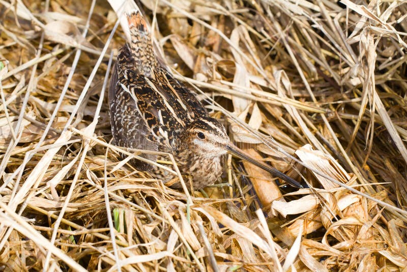 Common snipe stock image. Image of beak, birdwatching - 52298411